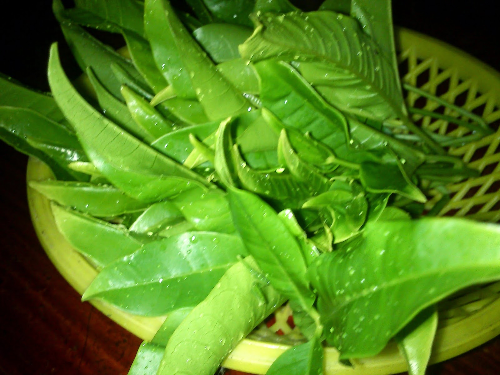 CORETAN HIDUP: ulam pucuk tenggek burung